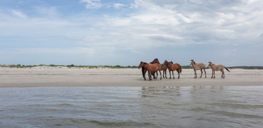 Amelia River Cruises Island Tour located in Fernandina Beach – Florida ...