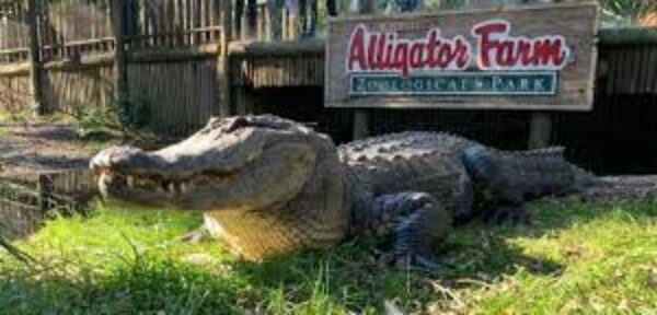 St. Augustine Alligator Farm – Florida Vacation Auction